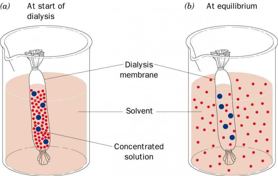 Selective Permeability of Dialysis Tubing Lab: Explained | SchoolWorkHelper