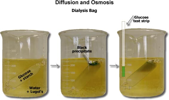 Selective Permeability of Dialysis Tubing Lab: Explained | SchoolWorkHelper