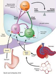 Biology: Equilibrium and Metabolism | SchoolWorkHelper