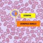 Histology: Labelled Slides | SchoolWorkHelper