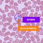 Histology: Labelled Slides | SchoolWorkHelper