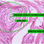 Histology: Labelled Slides | SchoolWorkHelper