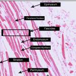 Histology: Labelled Slides | SchoolWorkHelper